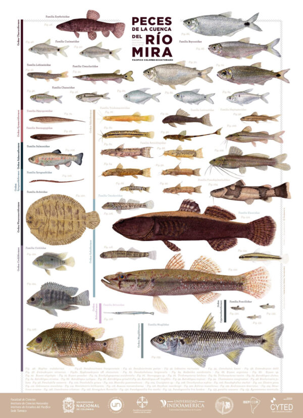 Peces de la cuenca del Río Mira – Valentina Nieto Fernández